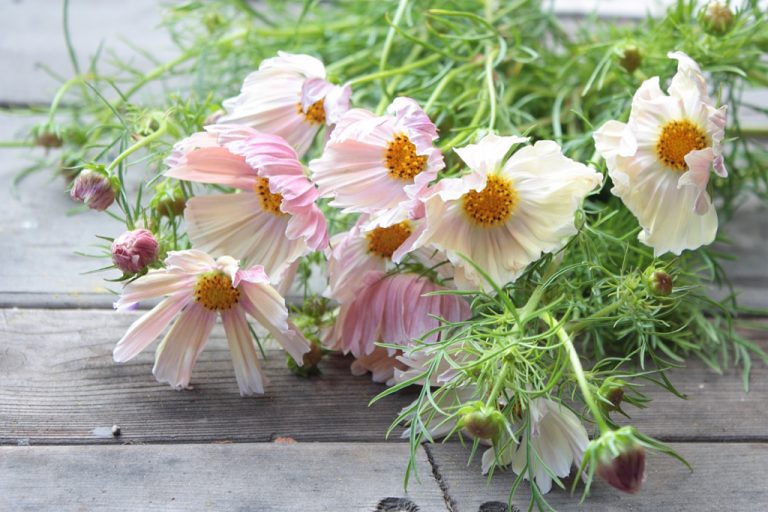 The Best July Wedding Flowers - Bloom Poet